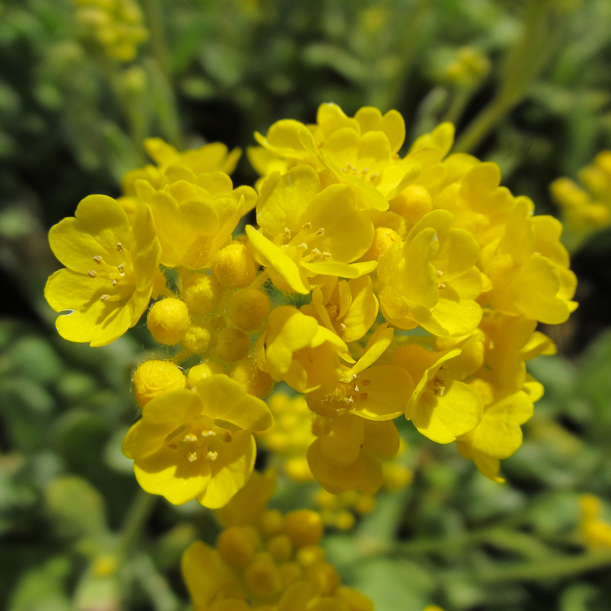 Aurinia saxatile ‘Compactum’ – Neuhoff