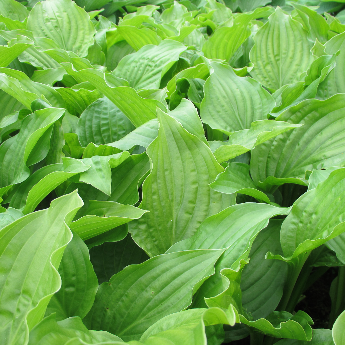Hosta plantaginea ‘Royal Standard’ – Neuhoff